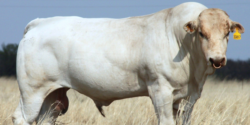 Top 10 Biggest Cow Breeds in the World: Largest Cow Breeds