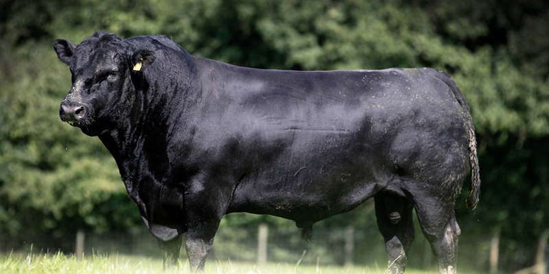 Top 10 Biggest Cow Breeds in the World: Largest Cow Breeds