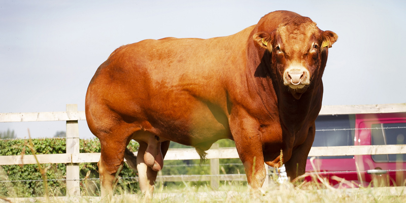 Top 10 Biggest Cow Breeds in the World: Largest Cow Breeds