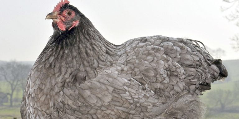 Top 10 Biggest Chickens in the World